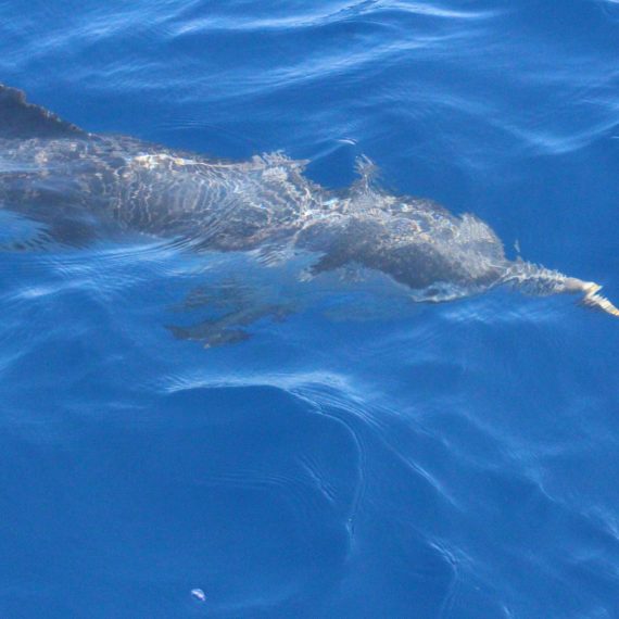 Una giornata tra i cetacei del Mar Ligure con Tethys - Acontrainte.it