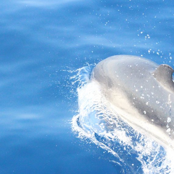 Una giornata tra i cetacei del Mar Ligure con Tethys - Acontrainte.it